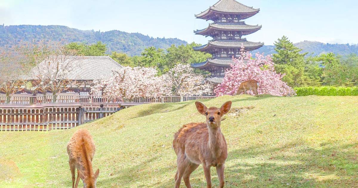 [One-day tour of Kyoto, Nara, and Uji] Nara Park's cute deer, Fushimi Inari Taisha Shrine's ...